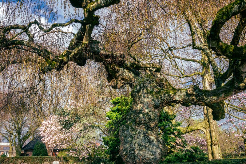 Old, Fantastic Irregular Shaped Tree Stock Photo - Image of scene ...