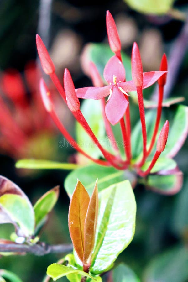 Rathmal Flower in My Garden Stock Photo - Image of produce, leaf: 232361080