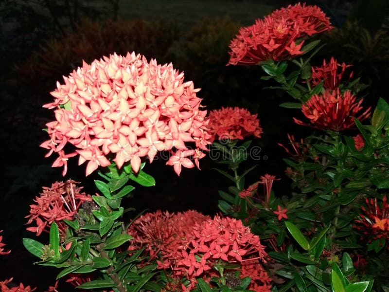 Maa rathmal stock image. Image of beautiful, rathmal - 127555765