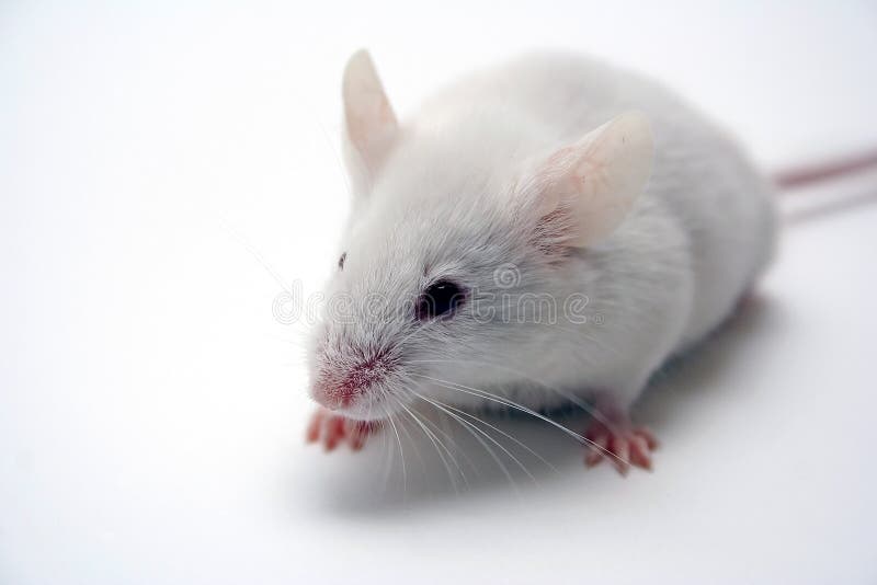 Rato foto de stock. Imagem de ratos, criceto, rato, fuga - 1455252