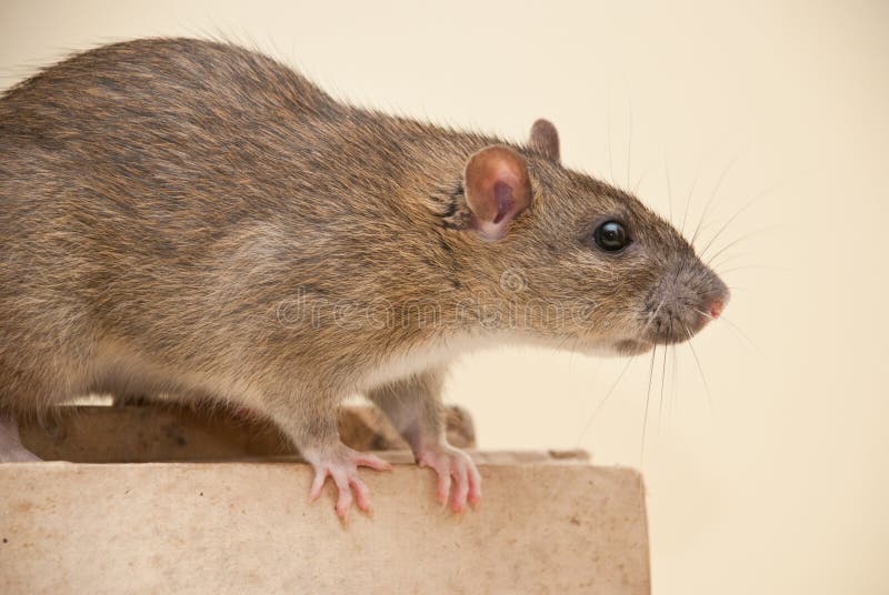 Rato foto de stock. Imagem de rato, patas, selvagem, roedores - 52711538