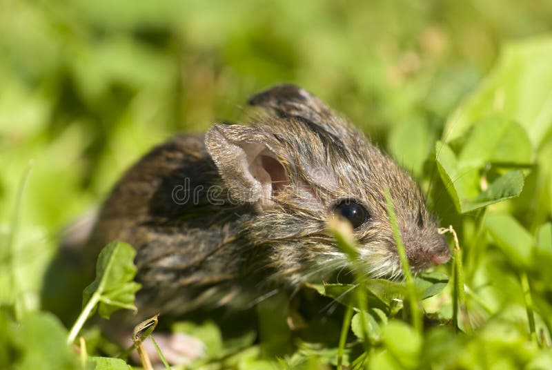 Rato-do-campo imagem de stock. Imagem de fauna, animal - 27202685