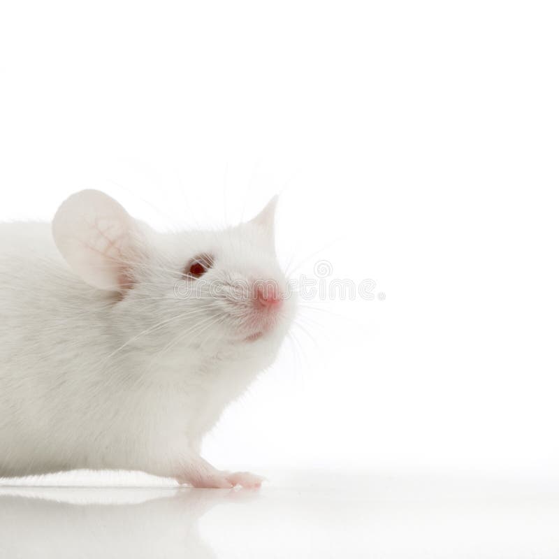 Rato branco imagem de stock. Imagem de inquisitivo, implorar - 2331199