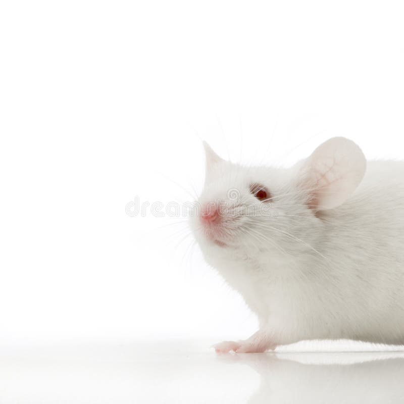 74,266 Rato Branco Fotos - Fotos de Stock Gratuitas e Fotos Royalty ...