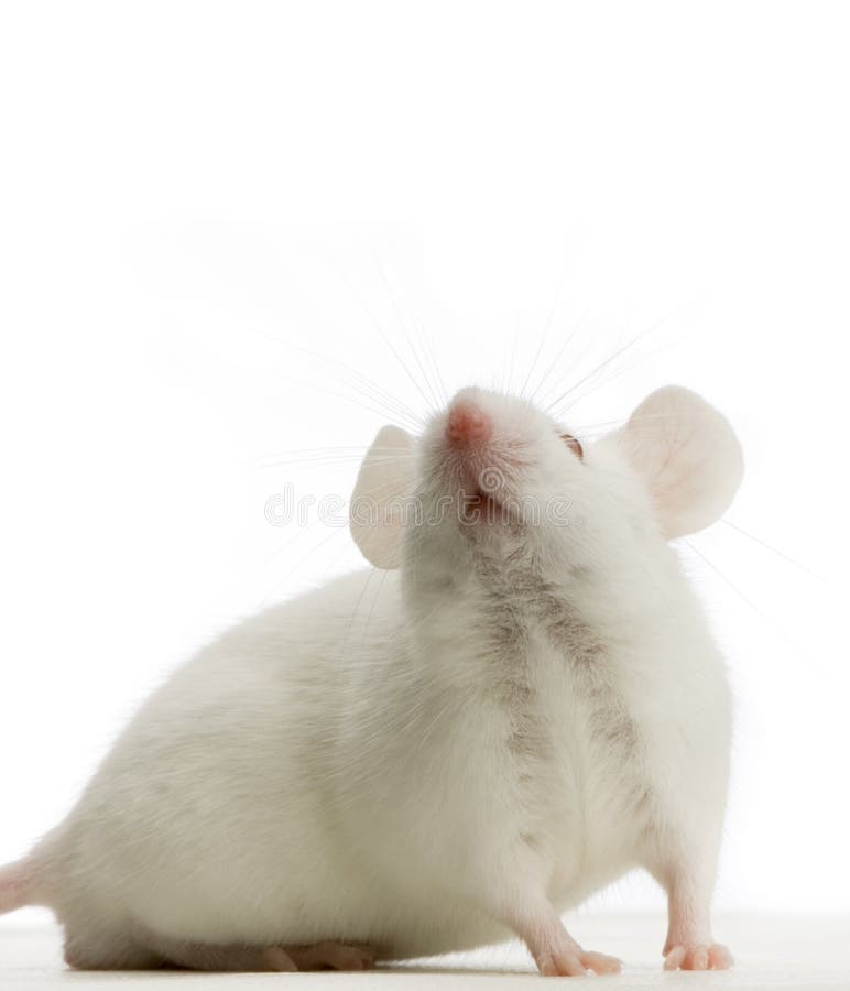Rato branco imagem de stock. Imagem de inquisitivo, implorar - 2331199