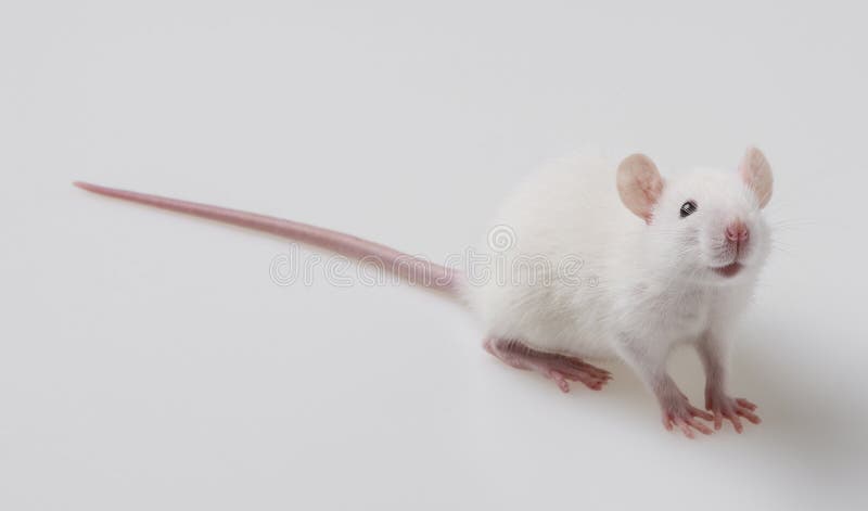 Rato Branco Do Laboratório (do Albino) Que Está Nos Pés Imagem de Stock ...