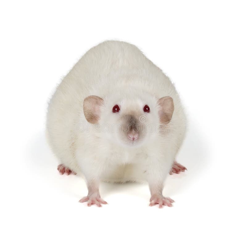 Rato branco foto de stock. Imagem de doméstico, furry - 10397314