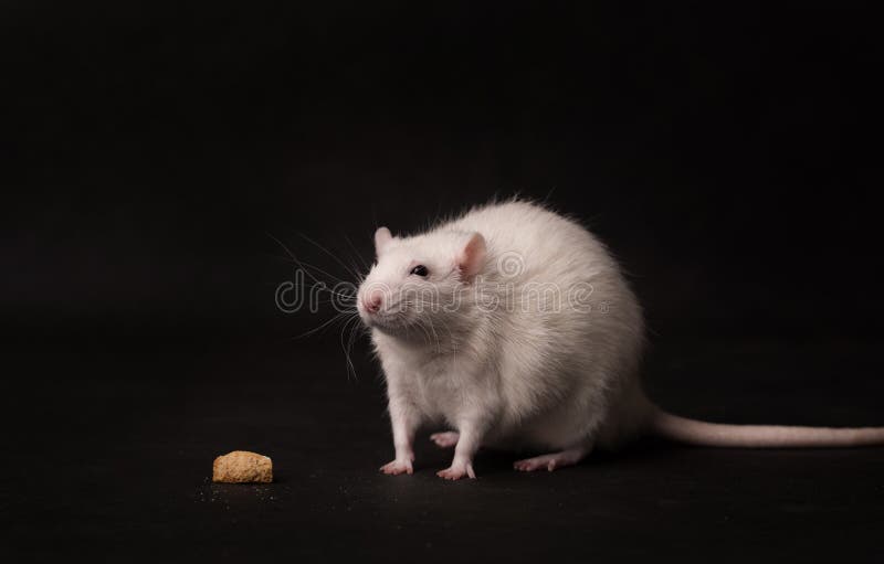 Rato Branco Isolado No Fundo Escuro Foto de Stock - Imagem de doméstico ...