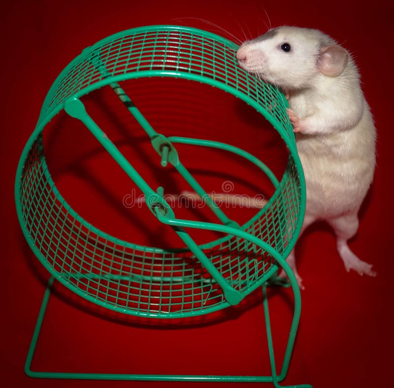 Dois Ratos Brancos Que Aconchegam-se Em Uma Pilha Do Rato Imagem de ...