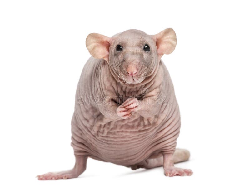 Rato calvo (2 anos velho) imagem de stock. Imagem de fundo - 44432495