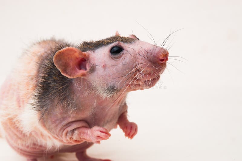 Rato calvo da esfinge foto de stock. Imagem de criatura - 77935348