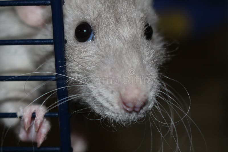 Rato da pomba na gaiola imagem de stock. Imagem de cabelo - 98214157