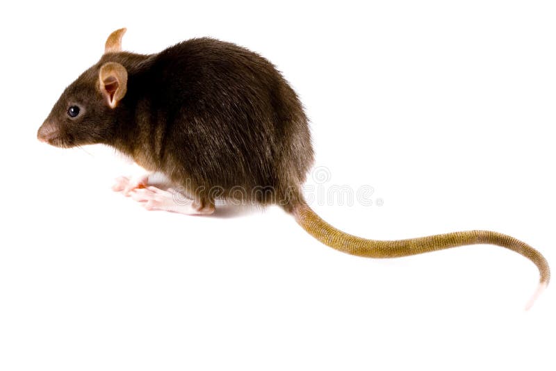 Rato-castanho foto de stock. Imagem de cara, orelha, verme - 8116352