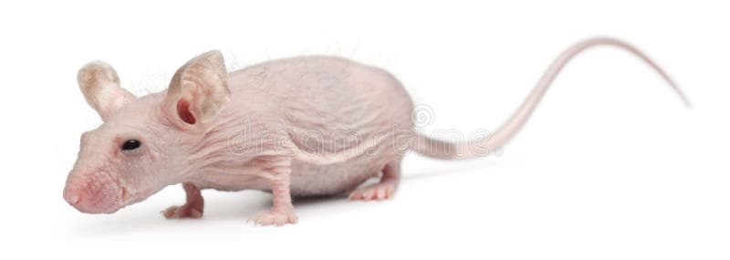 Rato Calvo, Musculus De Mus Foto de Stock - Imagem de selvagem, de ...
