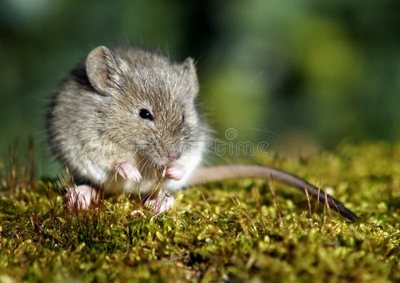 Rato De Casa (musculus De Mus) Imagem de Stock - Imagem de animal, olho ...