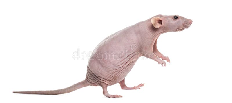 Rato de Hairlesss foto de stock. Imagem de vertebrado - 49912980