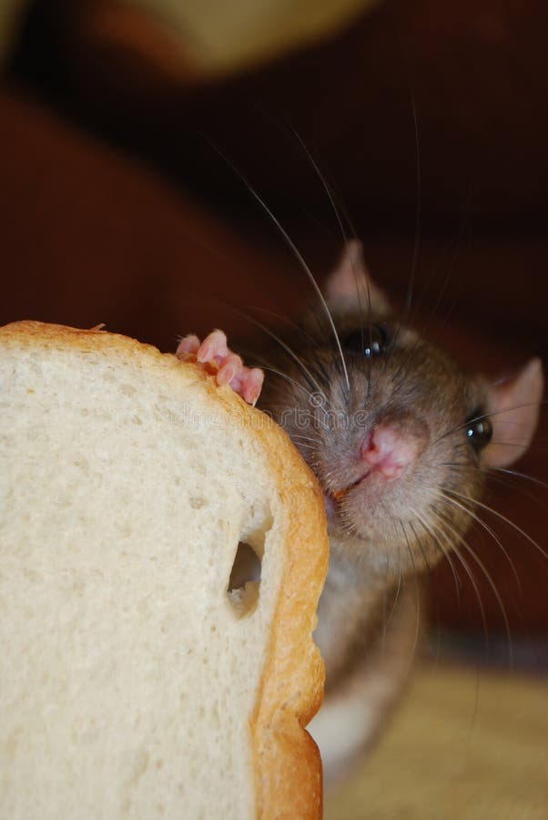 Rato Extravagante (norvegicus Do Rattus) Que Come Amendoins Da Placa ...