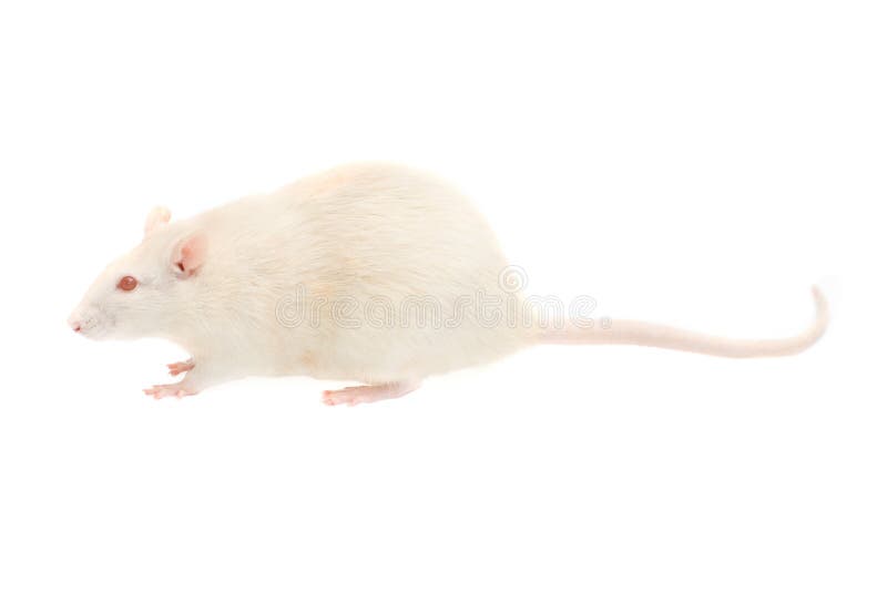 Opinião Lateral Um Rato Branco Do Albino Que Olha Acima, Imagem de ...