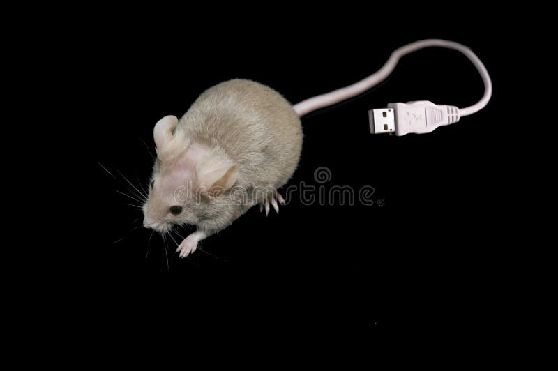 Rato do computador foto de stock. Imagem de isolado, cauda - 436786