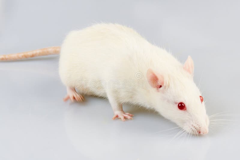 Rato do laboratório imagem de stock. Image of albino - 25349807