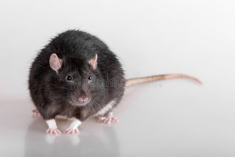 O rato doméstico preto imagem de stock. Imagem de animais - 20374201