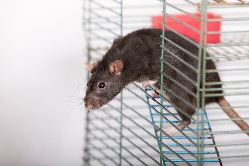 O rato doméstico preto imagem de stock. Imagem de cute - 20374201