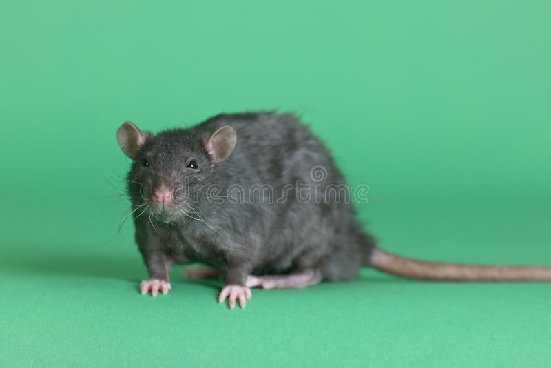O rato doméstico preto imagem de stock. Imagem de animais - 20374201