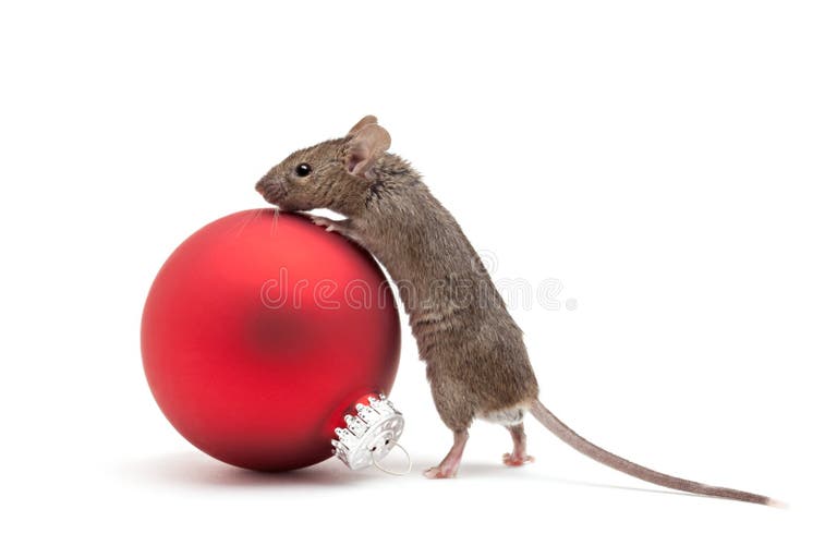 Rato De Natal E Enfeite Isolados Foto de Stock - Imagem de barulho ...