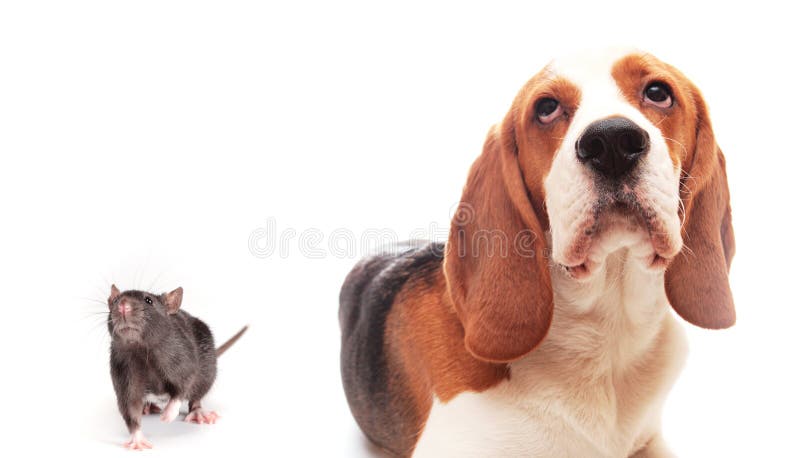 Rato e filhote de cachorro foto de stock. Imagem de praga - 8721030