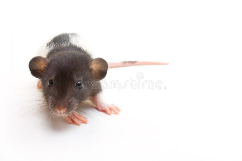 Rato Extravagante Juvenil De Dumbo Foto de Stock - Imagem de roedor ...