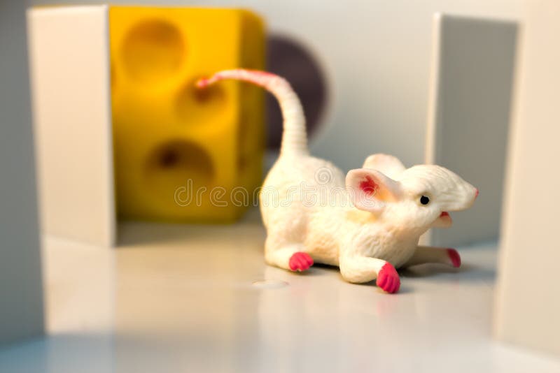 Rato no labirinto foto de stock. Imagem de around, sentimento - 40878338
