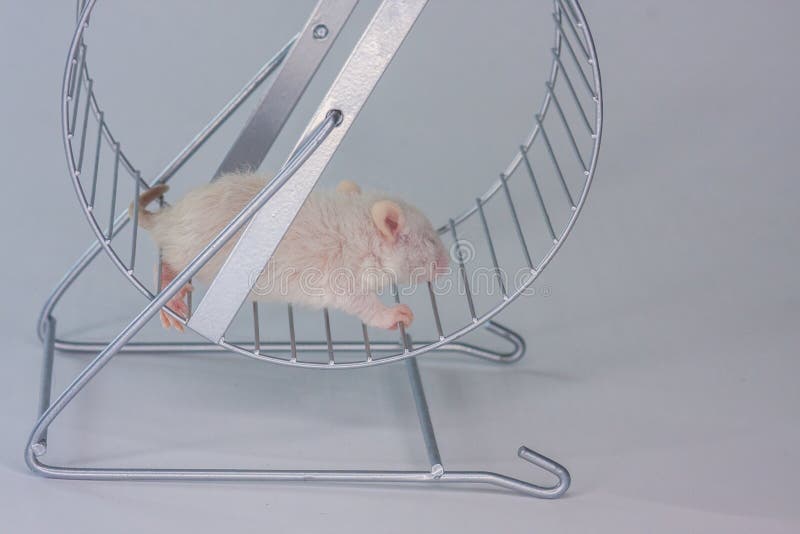 Rato numa roda prateada imagem de stock. Imagem de rato - 181896151