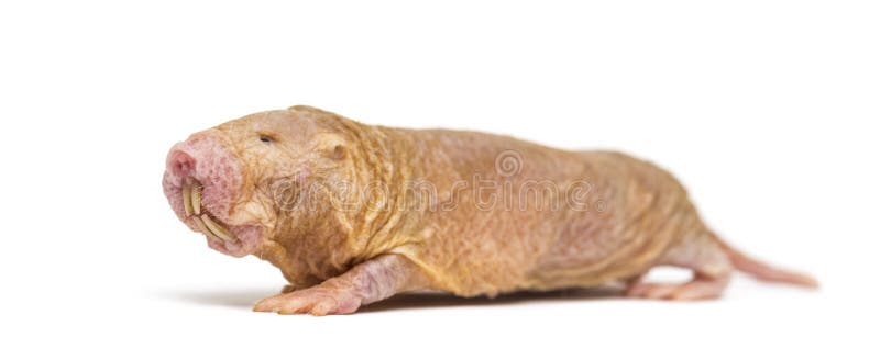 Rato Pelado Sem Pelo De Molerato Isolado Em Branco Imagem de Stock ...