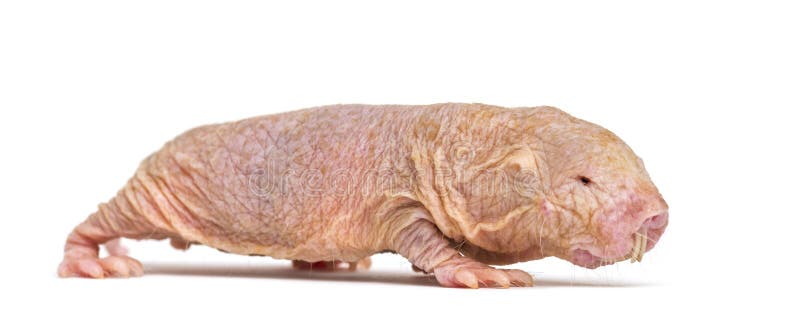 Rato Pelado Sem Pelo De Molerato Isolado Em Branco Imagem de Stock ...
