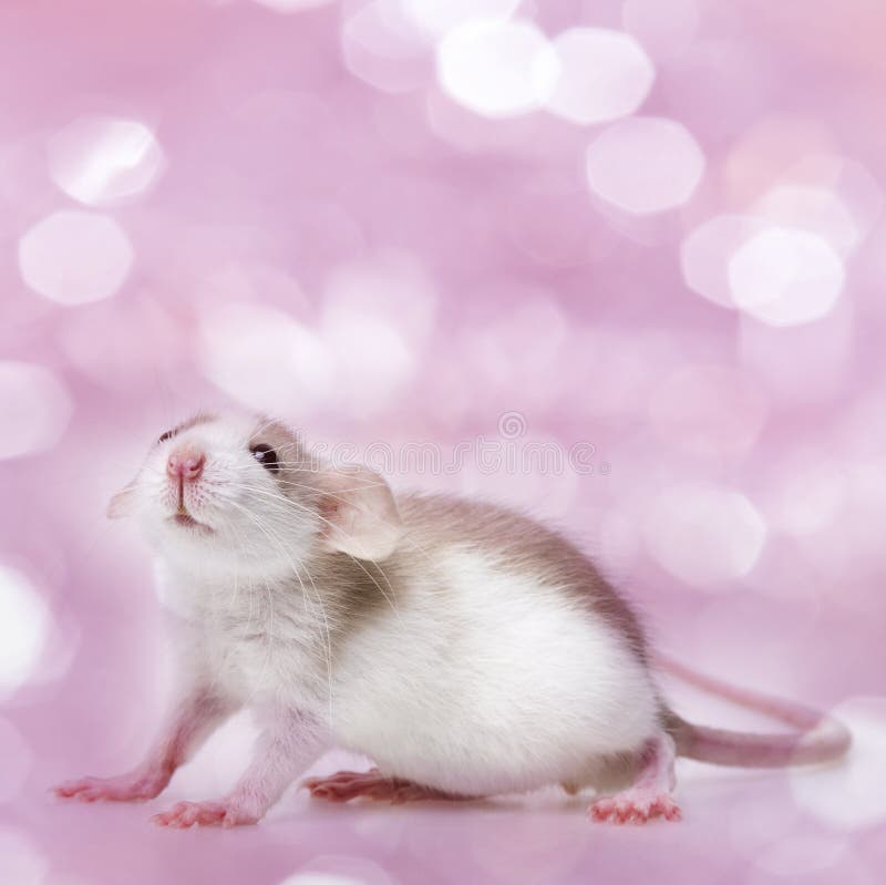 Rato pequeno foto de stock. Imagem de cinzento, branco - 33226538