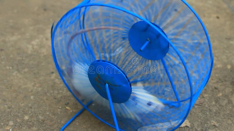 Rato que corre em uma roda filme. Vídeo de experiência - 56270446