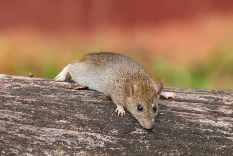 Rato Selvagem Que Come a Framboesa Imagem de Stock - Imagem de registro ...