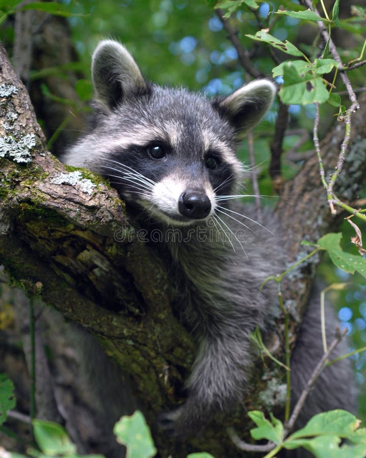 Raton laveur image stock. Image du ragondin, américain - 8984677