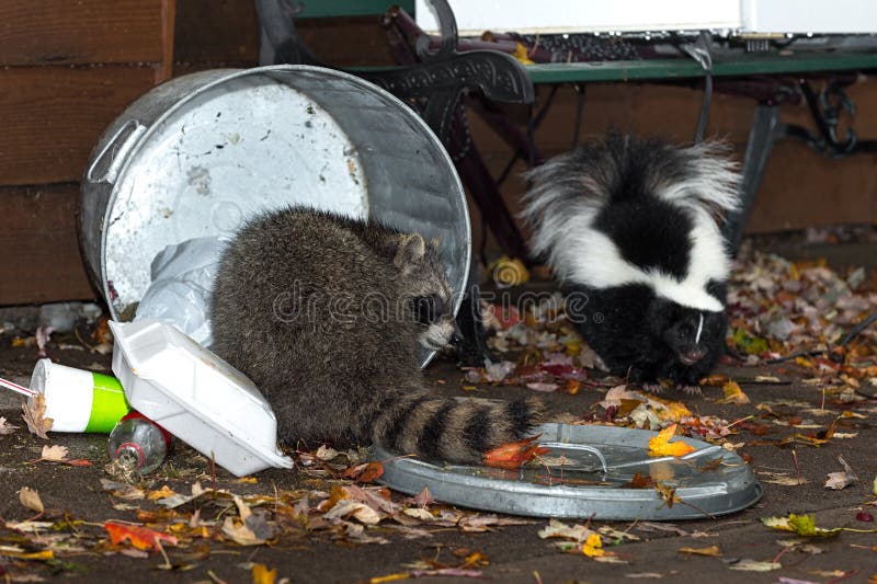 Raton Laveur Pillant La Poubelle. Photo stock - Image du voleur, faune ...