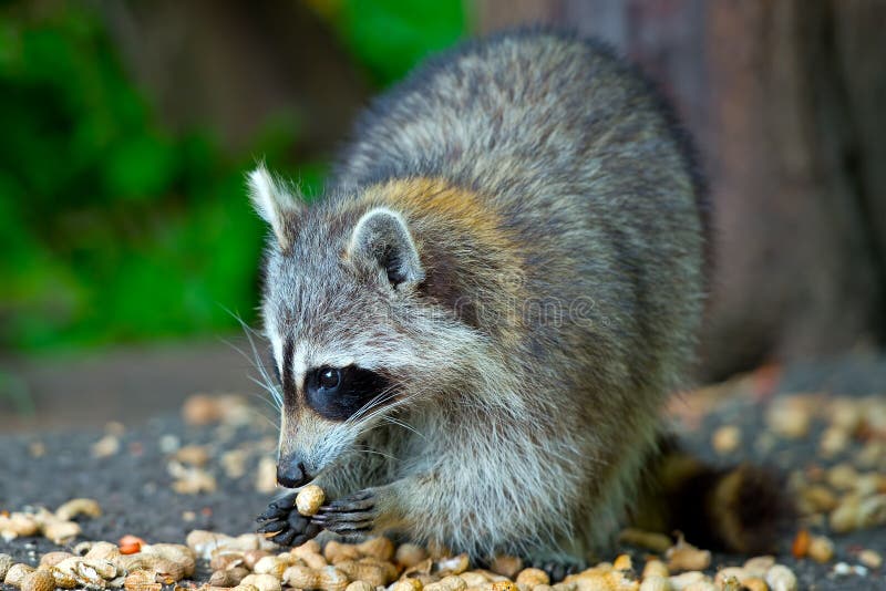 Raton Laveur Mangeant Des Pommes Chips Image stock - Image du campeur ...
