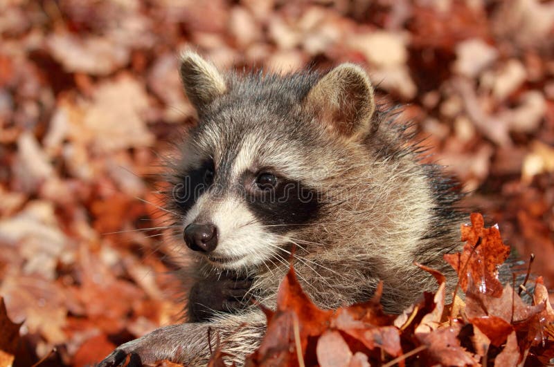 Raton Laveur Pendant L'automne Image stock - Image of visage, extérieur ...