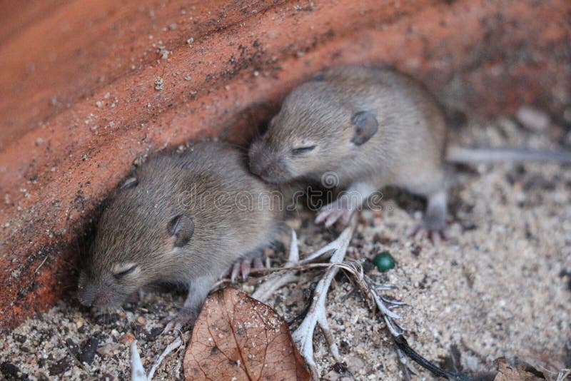 Ratones del bebé imagen de archivo. Imagen de poco, paja - 20448935