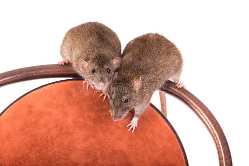 Rato doméstico foto de stock. Imagem de pele, closeup - 34918760