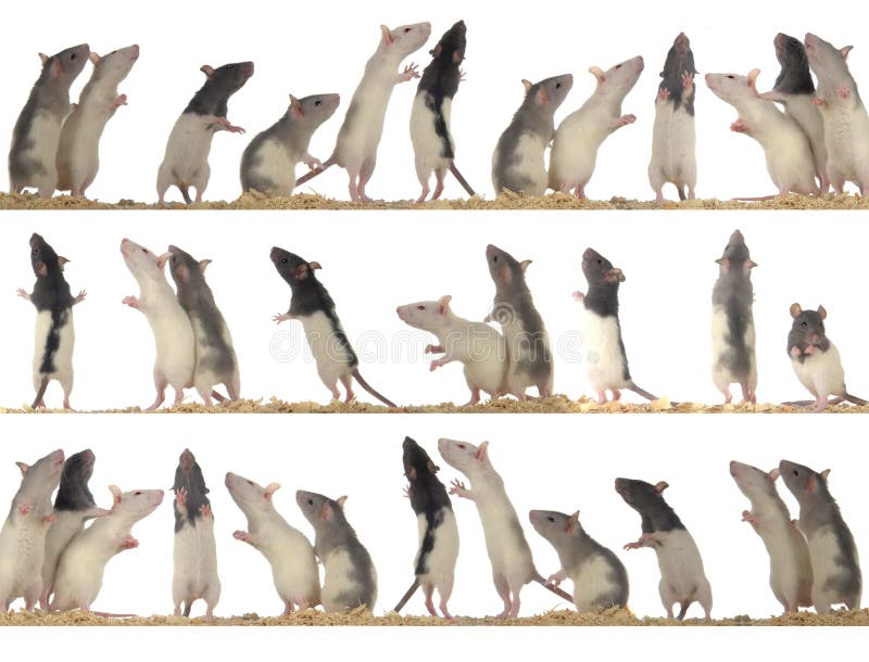 Funny Nun Making Peace Sign Stock Photo - Image of authority, senior ...