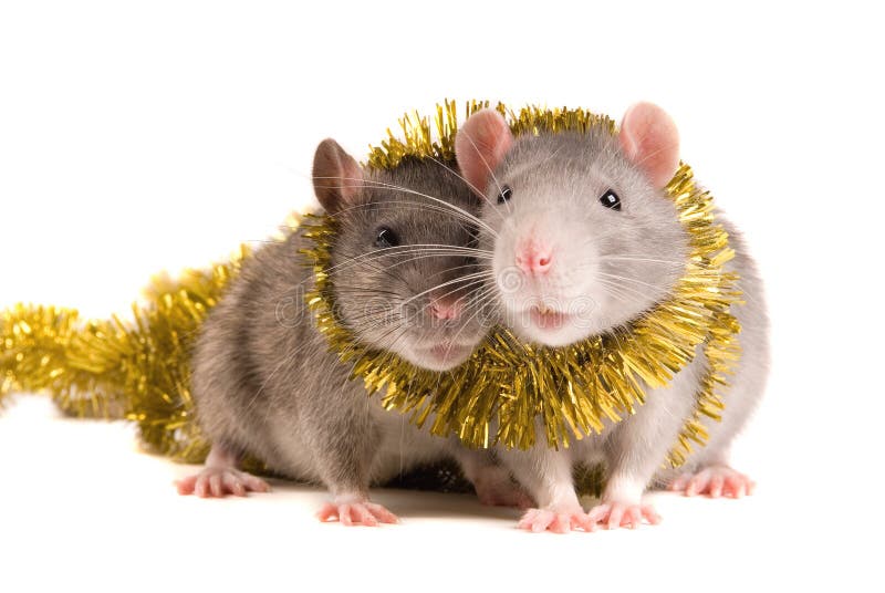 Mice stock photo. Image of confetti, mammal, mice, little - 3843828