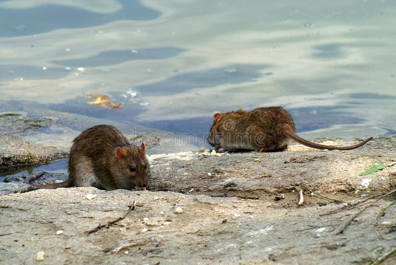 Rats stock image. Image of rats, bank, rodents, habitat - 5123459