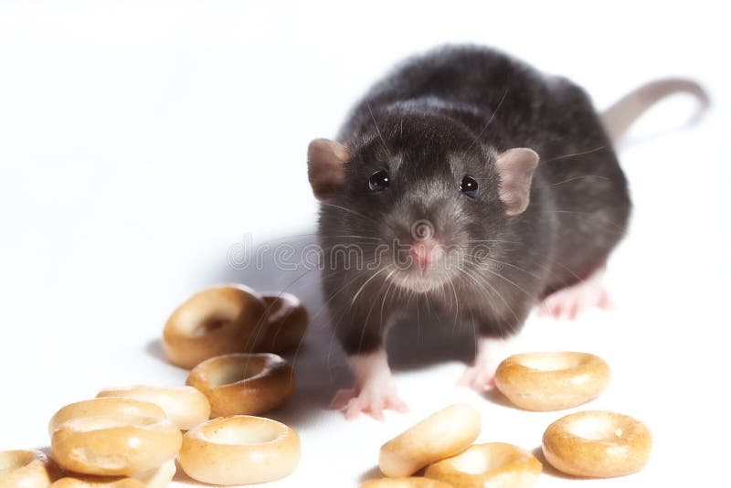 Hornet s nest stock photo. Image of danger, hive, animal - 20563720