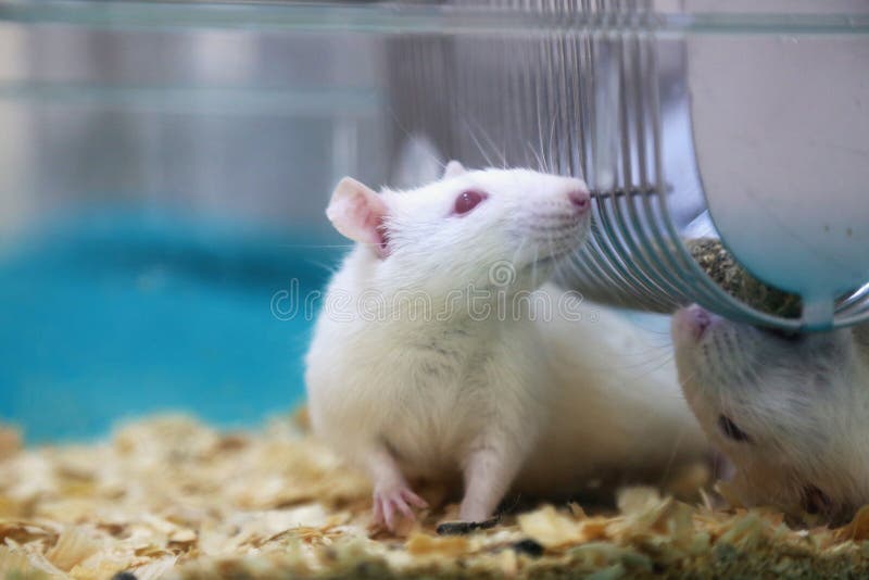 Rats en laboratoire photo stock. Image du biologie, mignon - 232302976
