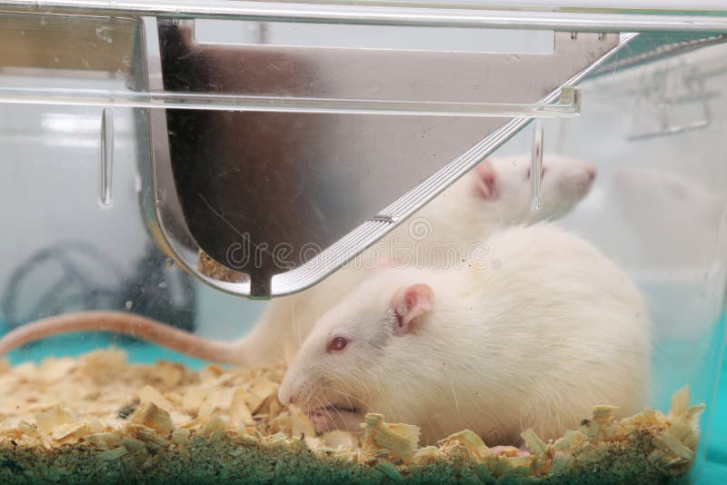 Rat Blanc De Laboratoire (albinos) Dans La Cage Photo stock - Image du ...