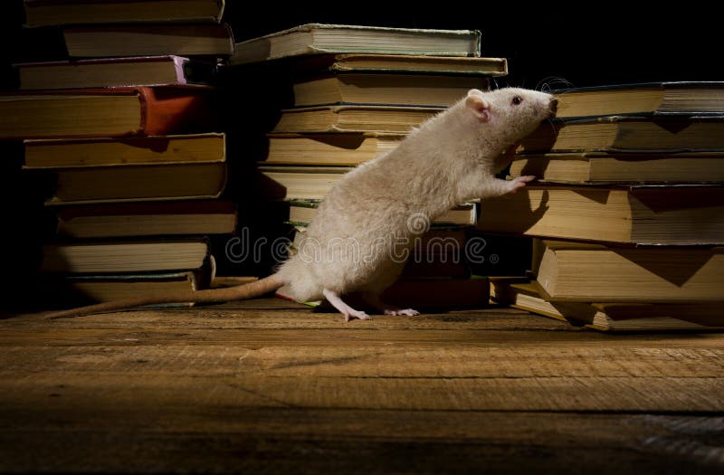 Rats and books. stock image. Image of cute, rodent, mouse - 74250391